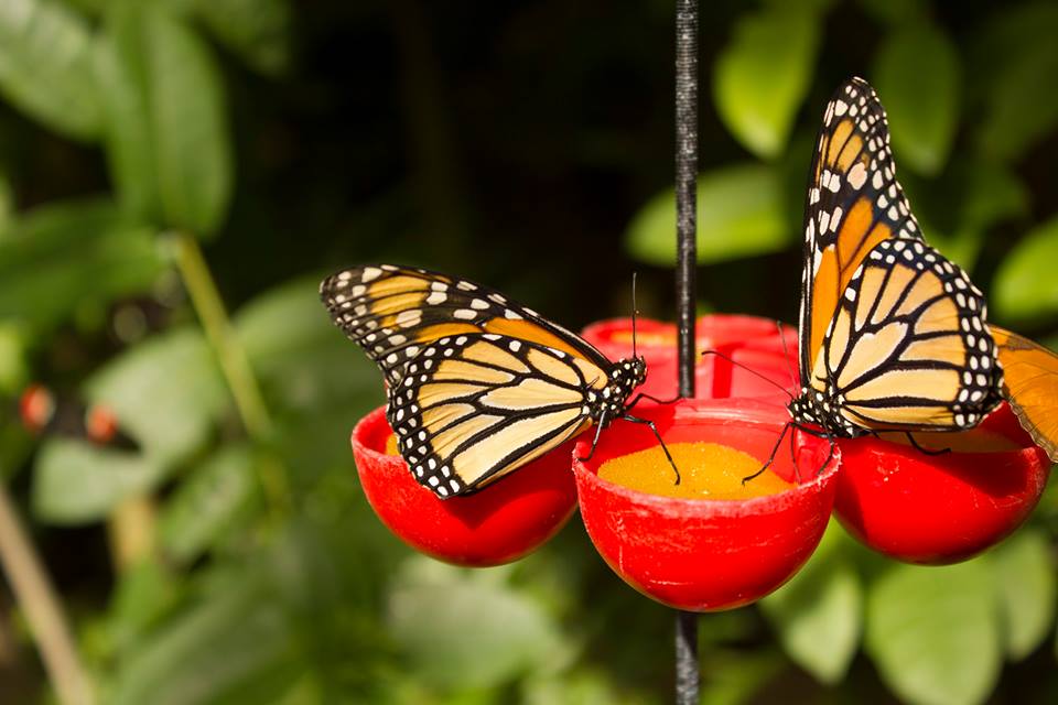 A16 - Let’s have a sip of nectar - Cara Healy - Earth and Environment Blog