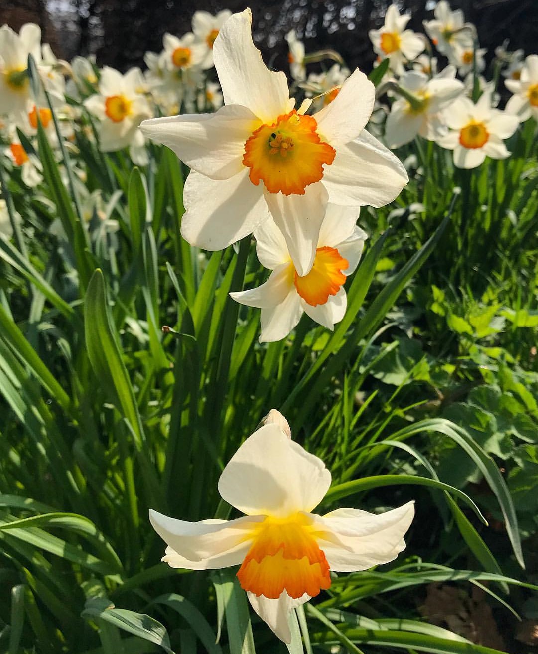 C5 - Spring@SEE - Kate Sambrook - Earth and Environment Blog